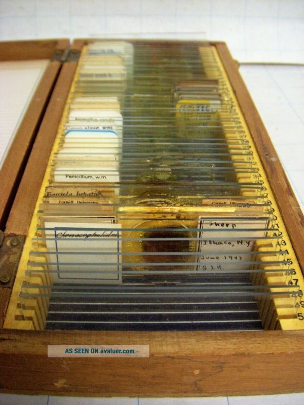 (44) Vintage Microscope Prepared Glass Slides In Hinged Wooden Box ...