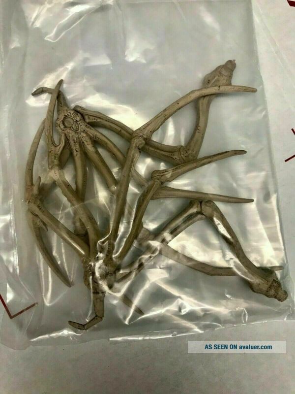 Mythic Legions BONE WINGS Four Horsemen Rare Dnd Motuc | #41232163