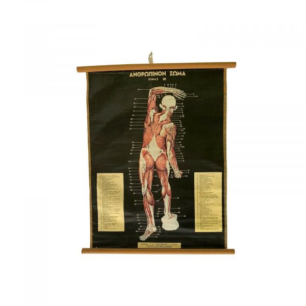 Anatomy Pull Down Chart, Vintage Educational Map, Anatomy Poster ...