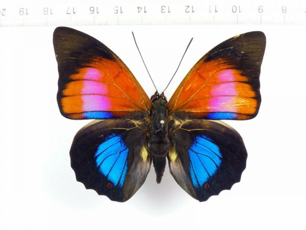 , ENTOMOLOGY, BUTTERFLY: AGRIAS CLAUDINA X PREPONA DEXAMENS HYBRID MALE ...