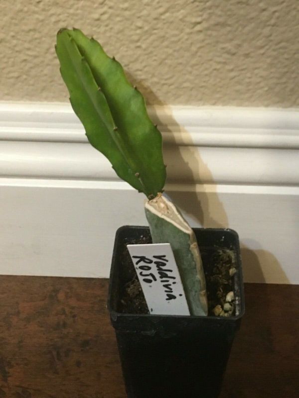 4 “Valdivia Roja” Variety Dragon Fruit ROOTED Plants | #52418913