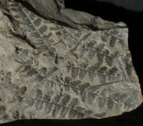 Big Pre Dinosaur Fossil Plant Extinct Seed Fern Sphenopteris | #55817803