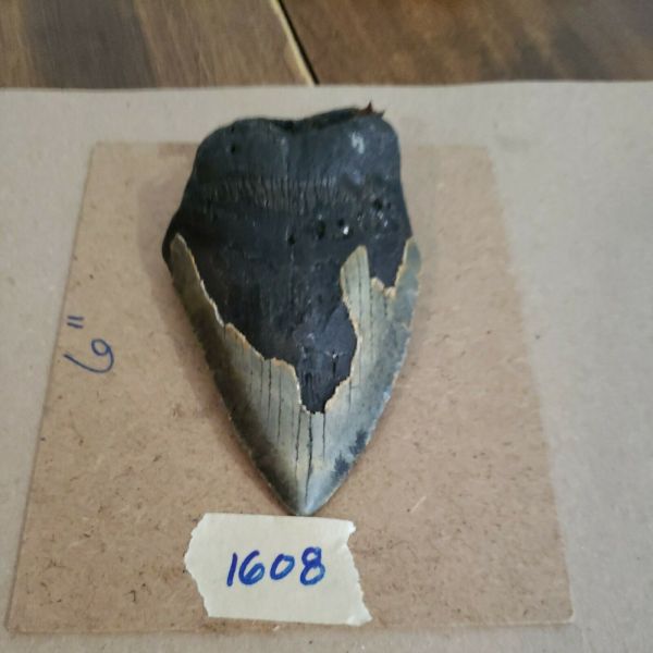1608 Megalodon Unrestored 4. 70 Inch Prehistoric Huge MEG Tooth Fossil ...