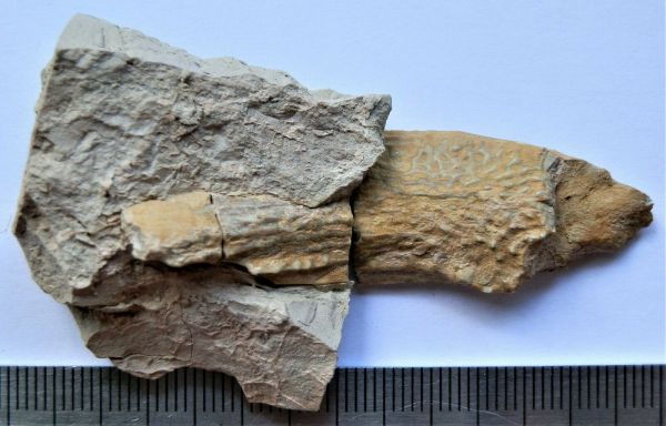 Devonian Fish Fragment On Clay, Part Of Flipper. RARE | #55929962