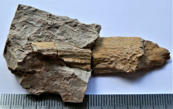 Devonian Fish Fragment On Clay, Part Of Flipper. RARE | #55929962