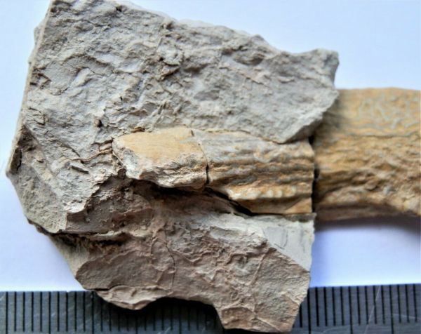 Devonian Fish Fragment On Clay, Part Of Flipper. RARE | #55929962